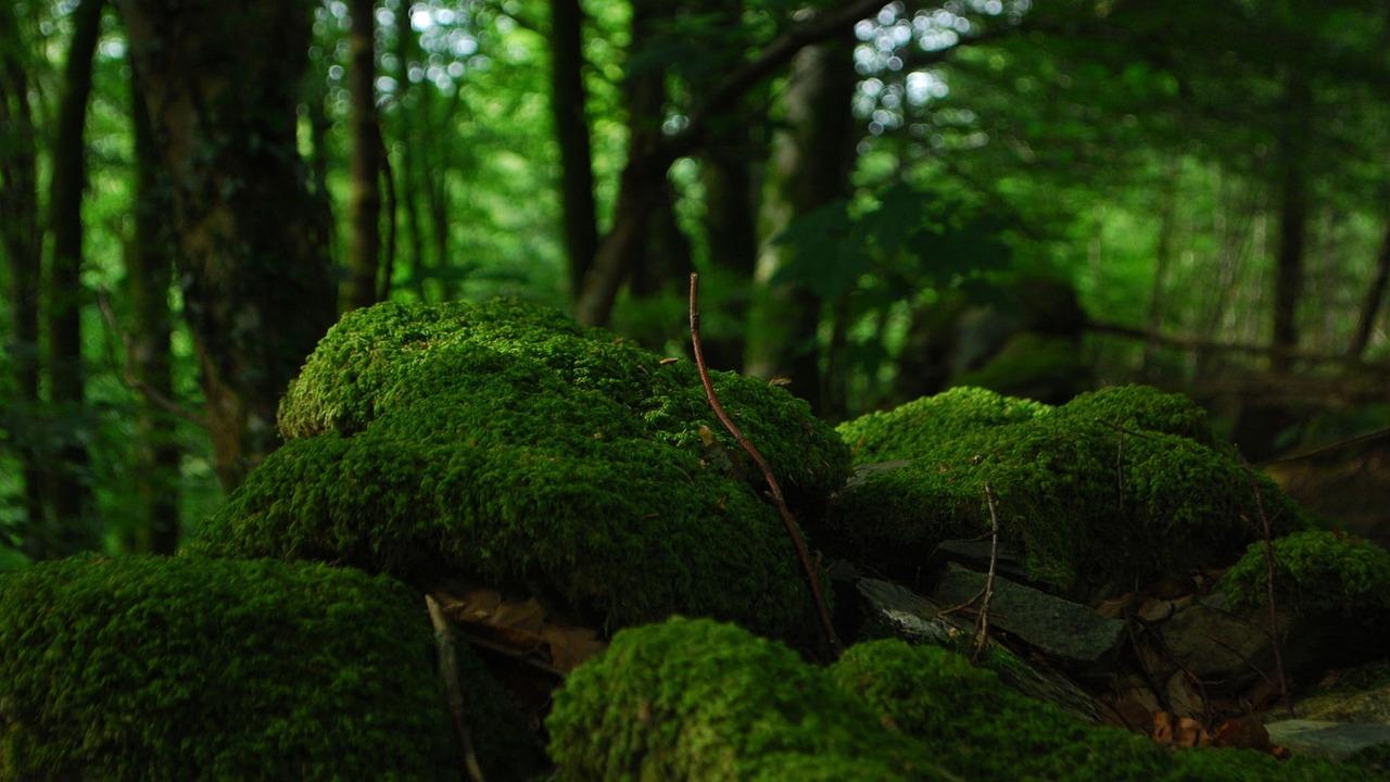 What Are Indicator Species? - Examples of Bioindicators