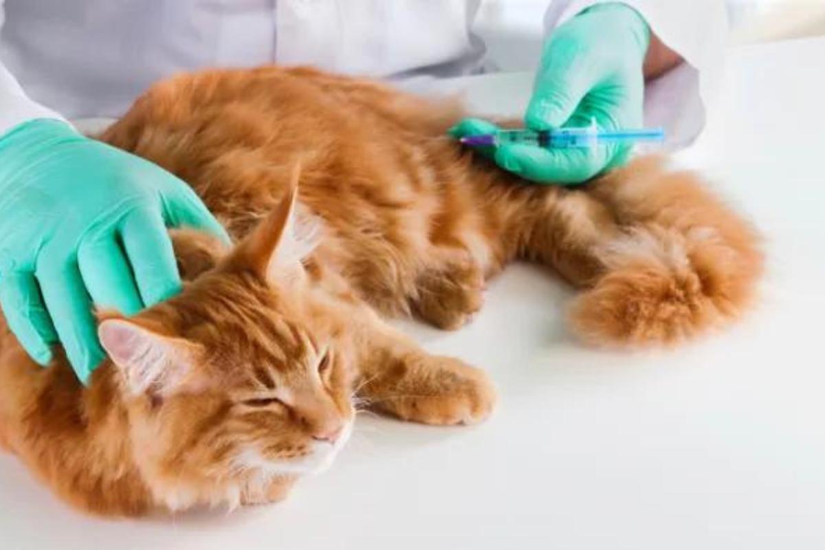 Dyspnea in Cats - Treatment, Causes and Symptoms