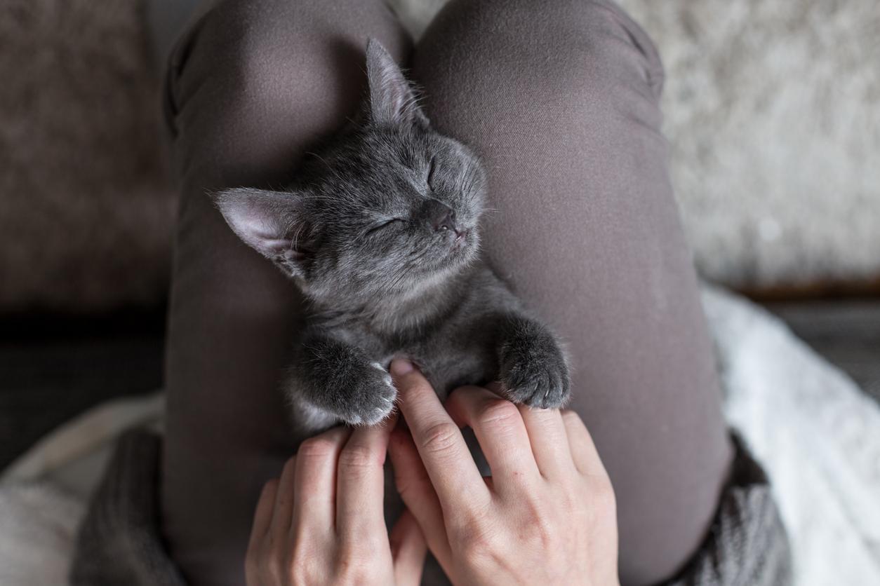 200+ Short Names for Cats - Male & Female Short Cat Names