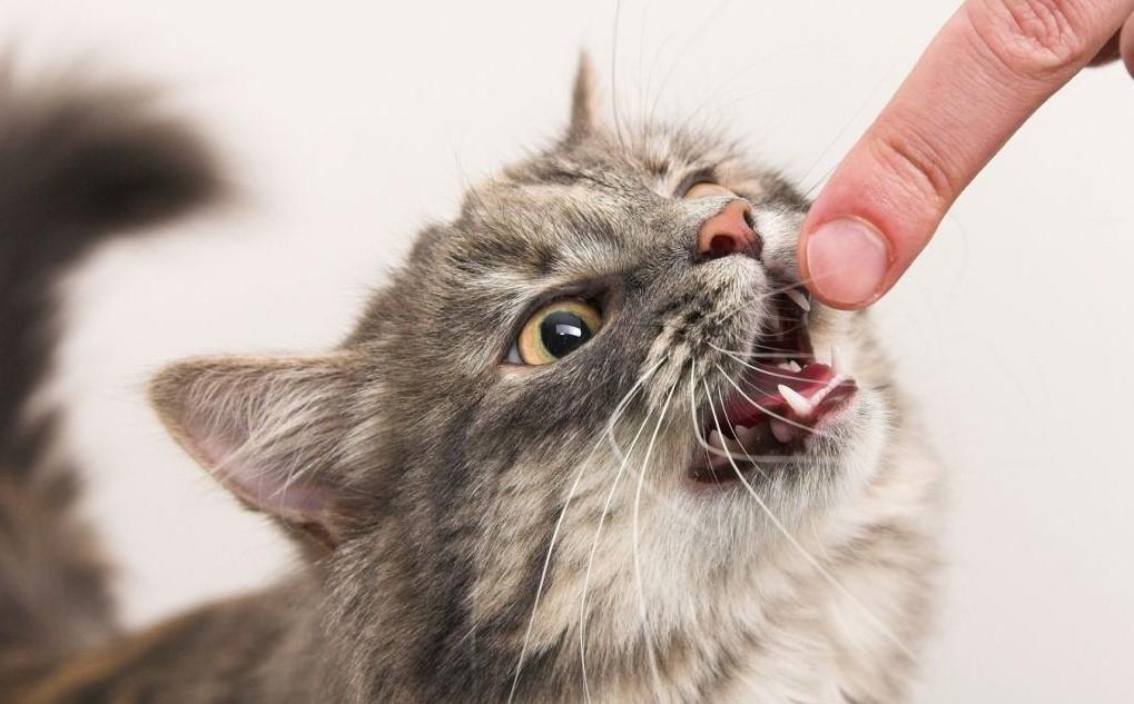 15 Things You Should Know About Cats