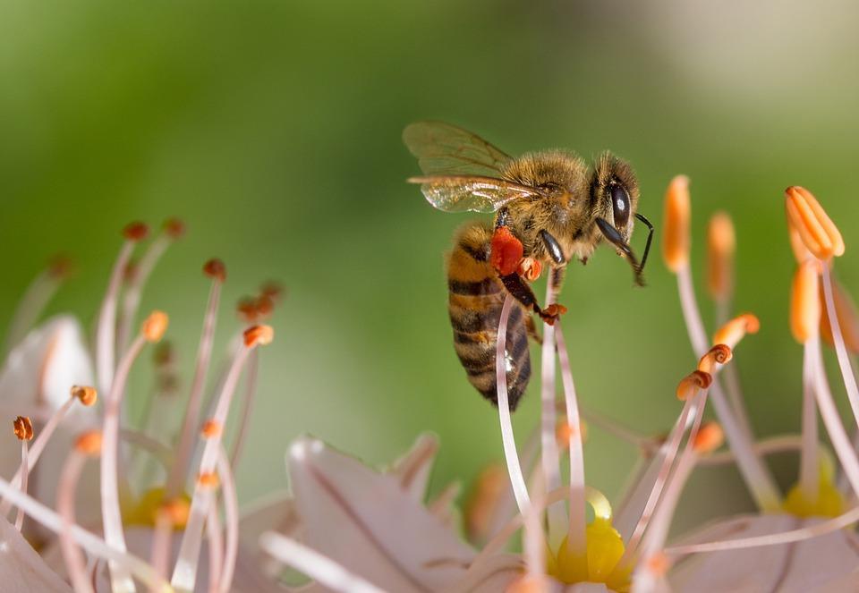 The Most Fascinating Animal Senses In The World