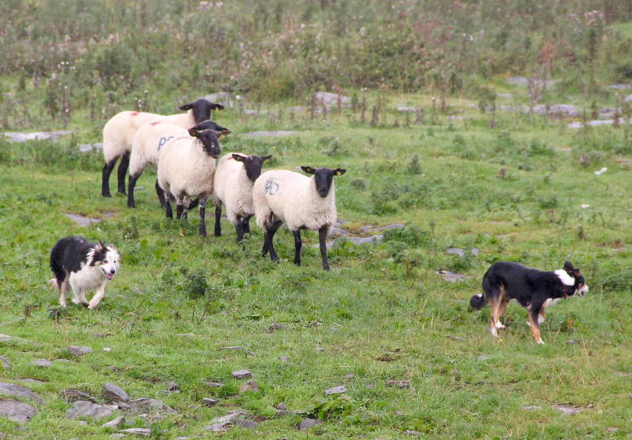 32 Herding Dog Breeds List - Sheepdog and Cattle Dog Breeds with Photos