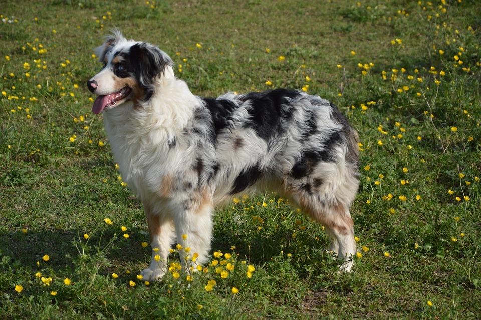 32 Herding Dog Breeds List - Sheepdog and Cattle Dog Breeds with Photos