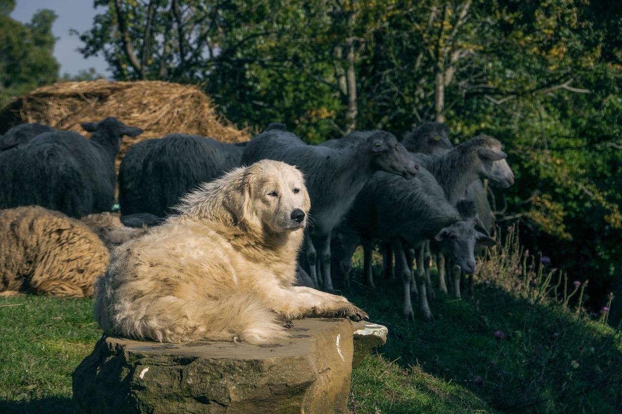 32 Herding Dog Breeds List - Sheepdog and Cattle Dog Breeds with Photos