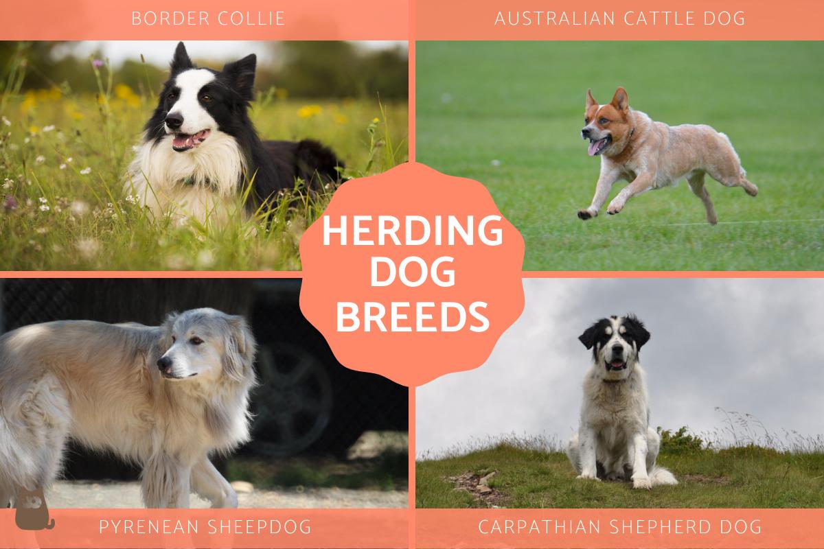 32 Herding Dog Breeds List - Sheepdog and Cattle Dog Breeds with Photos