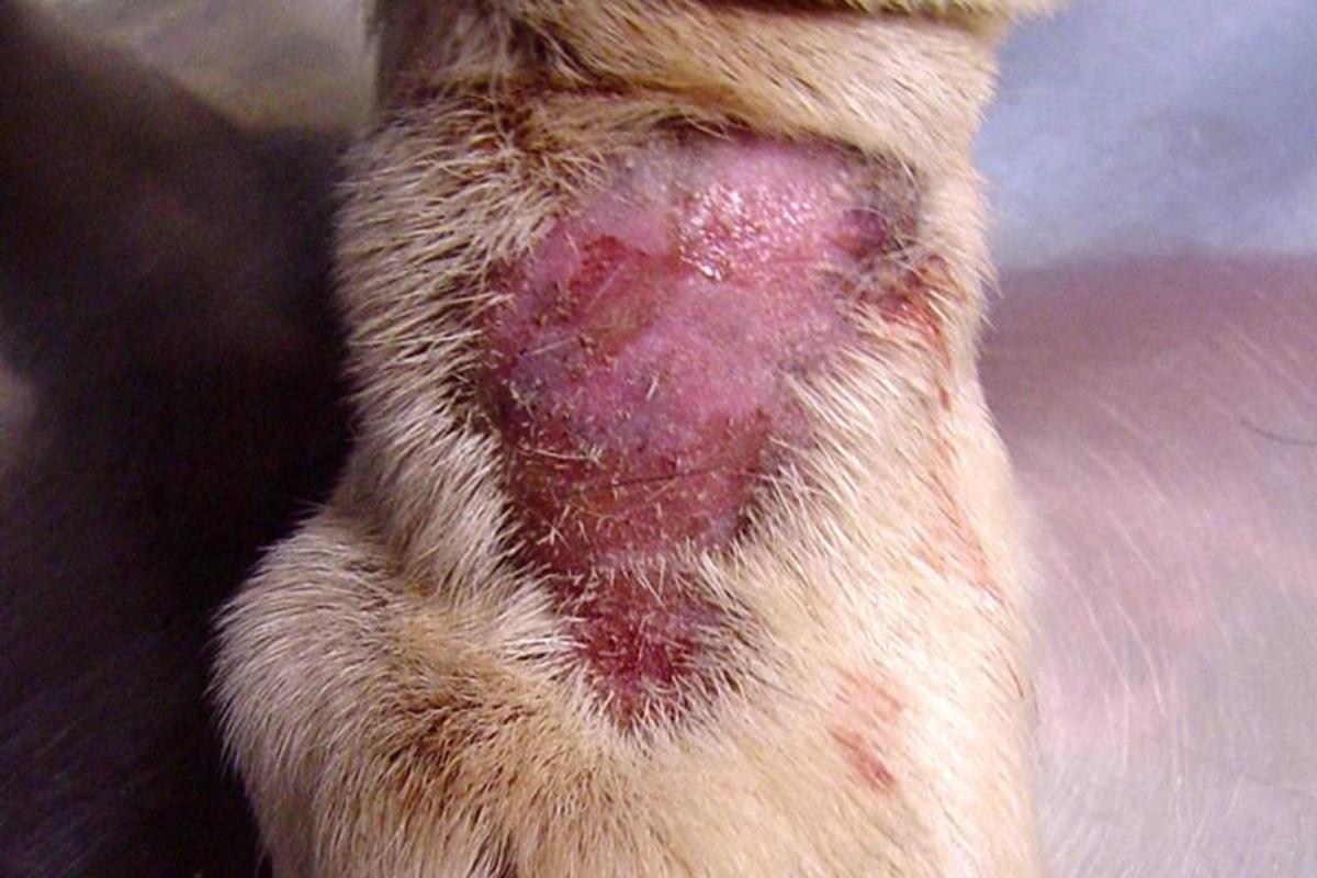 Types of Dermatitis in Dogs - Causes and Treatment With Photos
