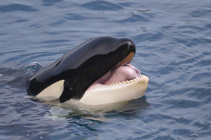 Do Whales Have Teeth?
