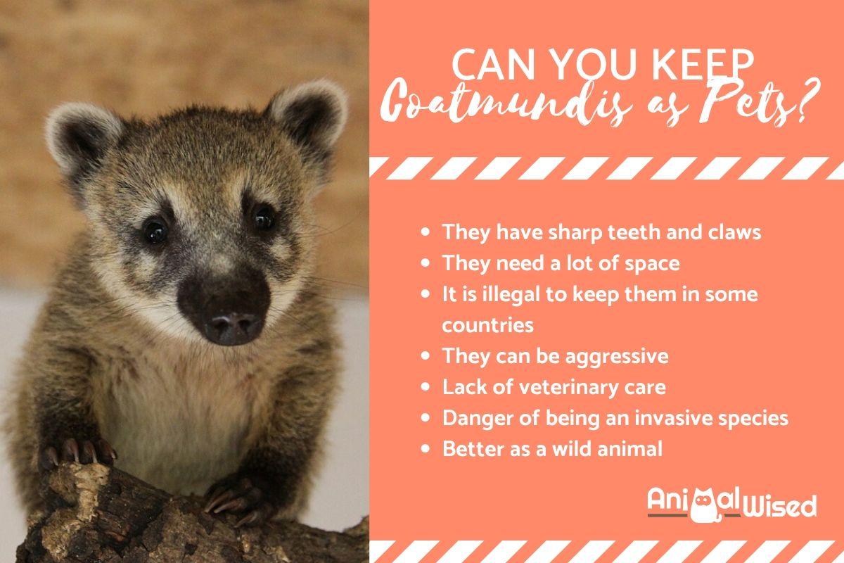 Coatis as Pets - Guidelines and Tips - Is It a Good Idea for You?