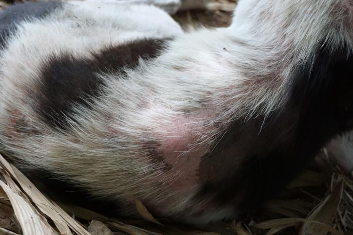 Types of Dermatitis in Dogs - Causes and Treatment With Photos