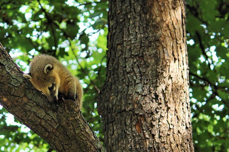 Coatis as Pets - Guidelines and Tips - Is It a Good Idea for You?