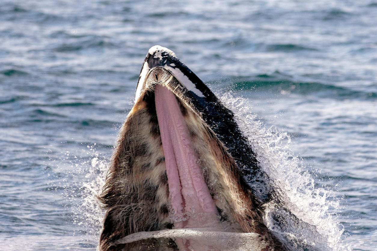 Do Whales Have Teeth?