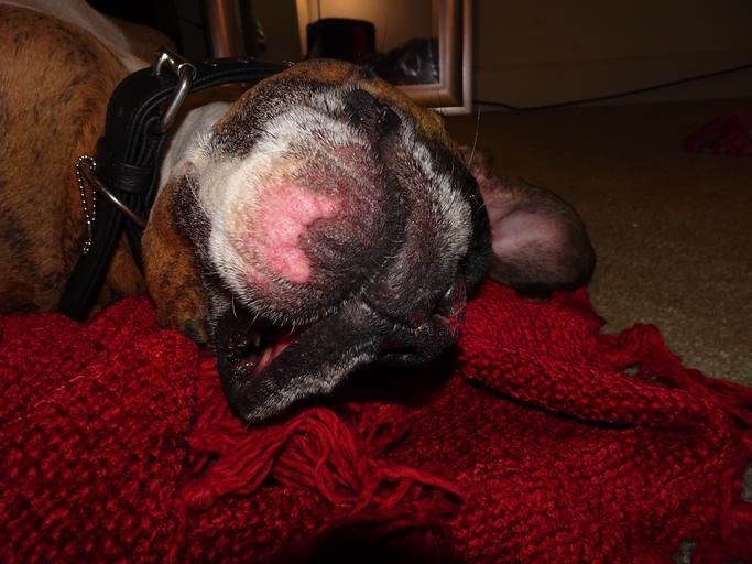 Types of Dermatitis in Dogs - Causes and Treatment With Photos