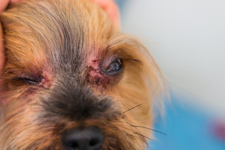 Types of Dermatitis in Dogs - Causes and Treatment With Photos