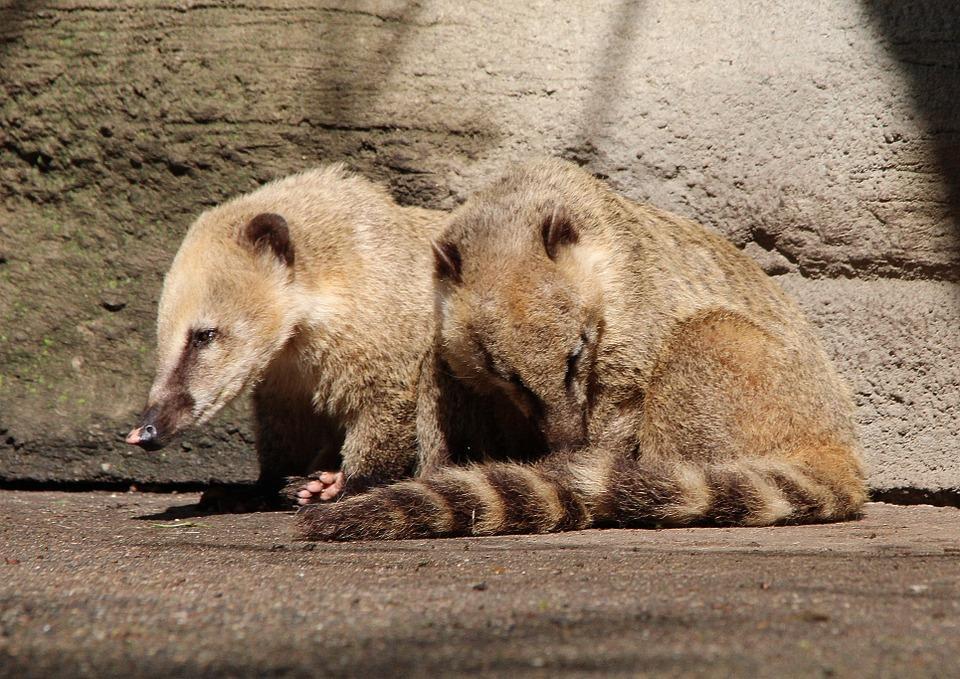 Coatis as Pets - Guidelines and Tips - Is It a Good Idea for You?