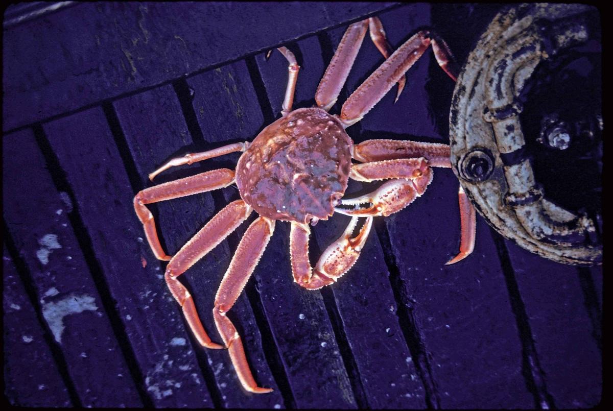 Crabs of the Bering Sea