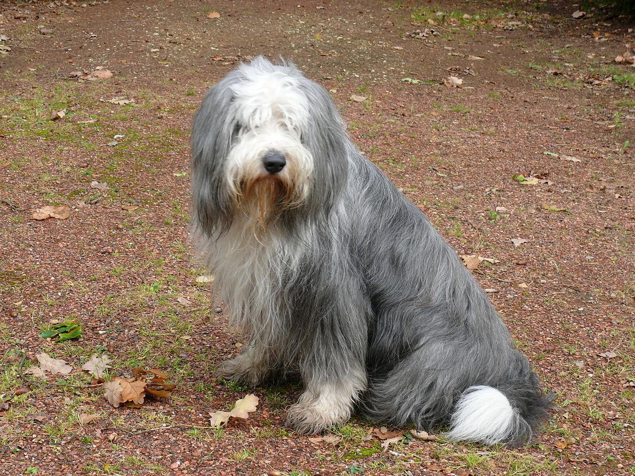 Haircuts for Old English Sheepdogs - Tips for Bobtail Grooming