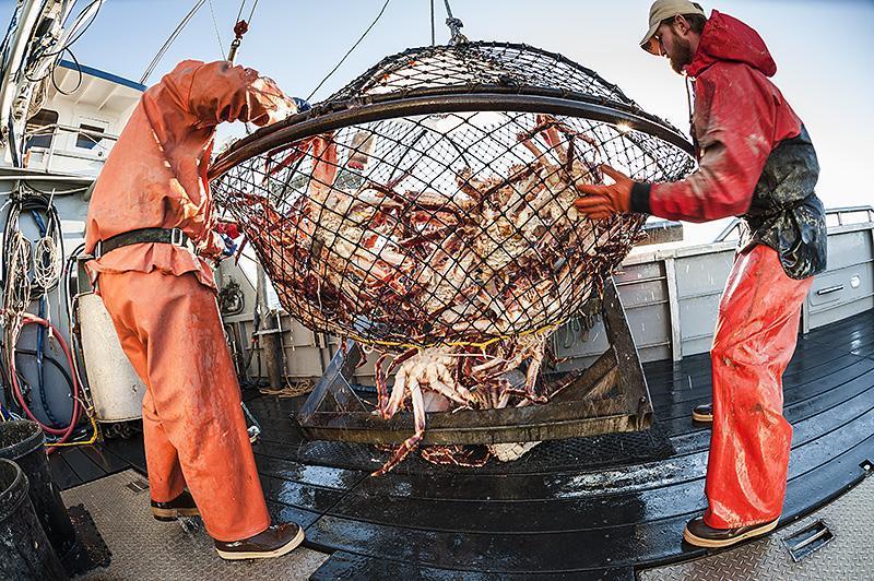 Crabs of the Bering Sea