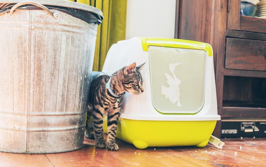 My Cat is Scratching Their Litter Box Excessively - Reasons and What to ...