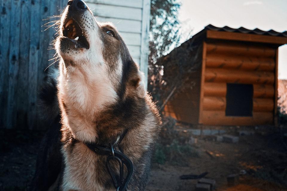 Why Does My Dog Howl When I Play Music? - Causes and Solutions