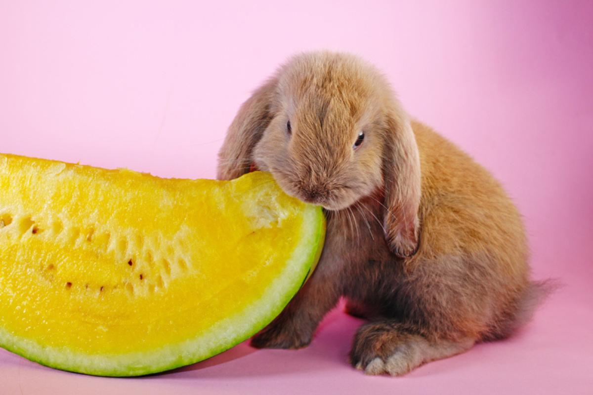 Is It Safe to Give Watermelon to Rabbits? - How to Give Watermelon to ...