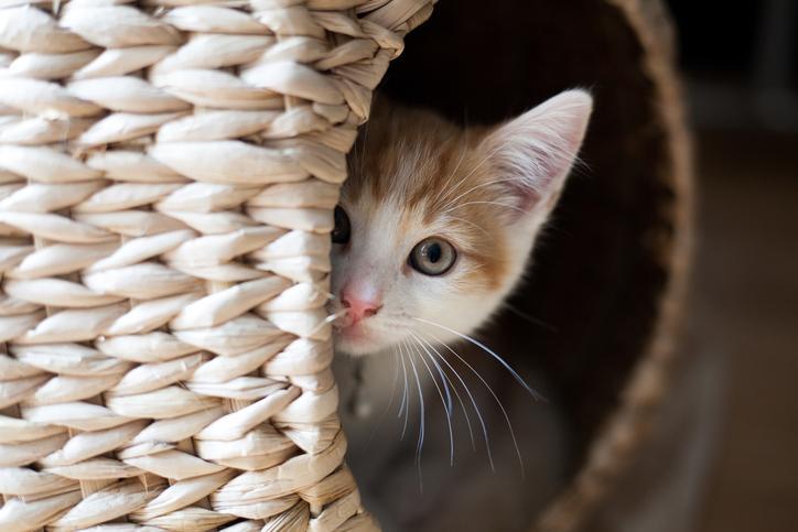 A Guide to Bringing Your New Cat Home - Tips and Recommendations