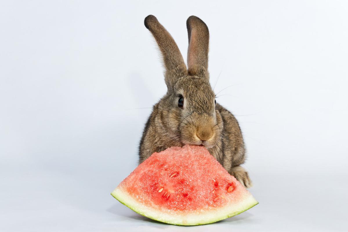 Is It Safe to Give Watermelon to Rabbits? - How to Give Watermelon to ...