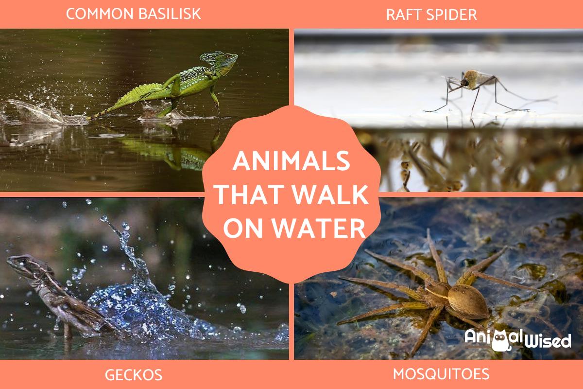 6 Animals That Walk on Water - Examples and Photos