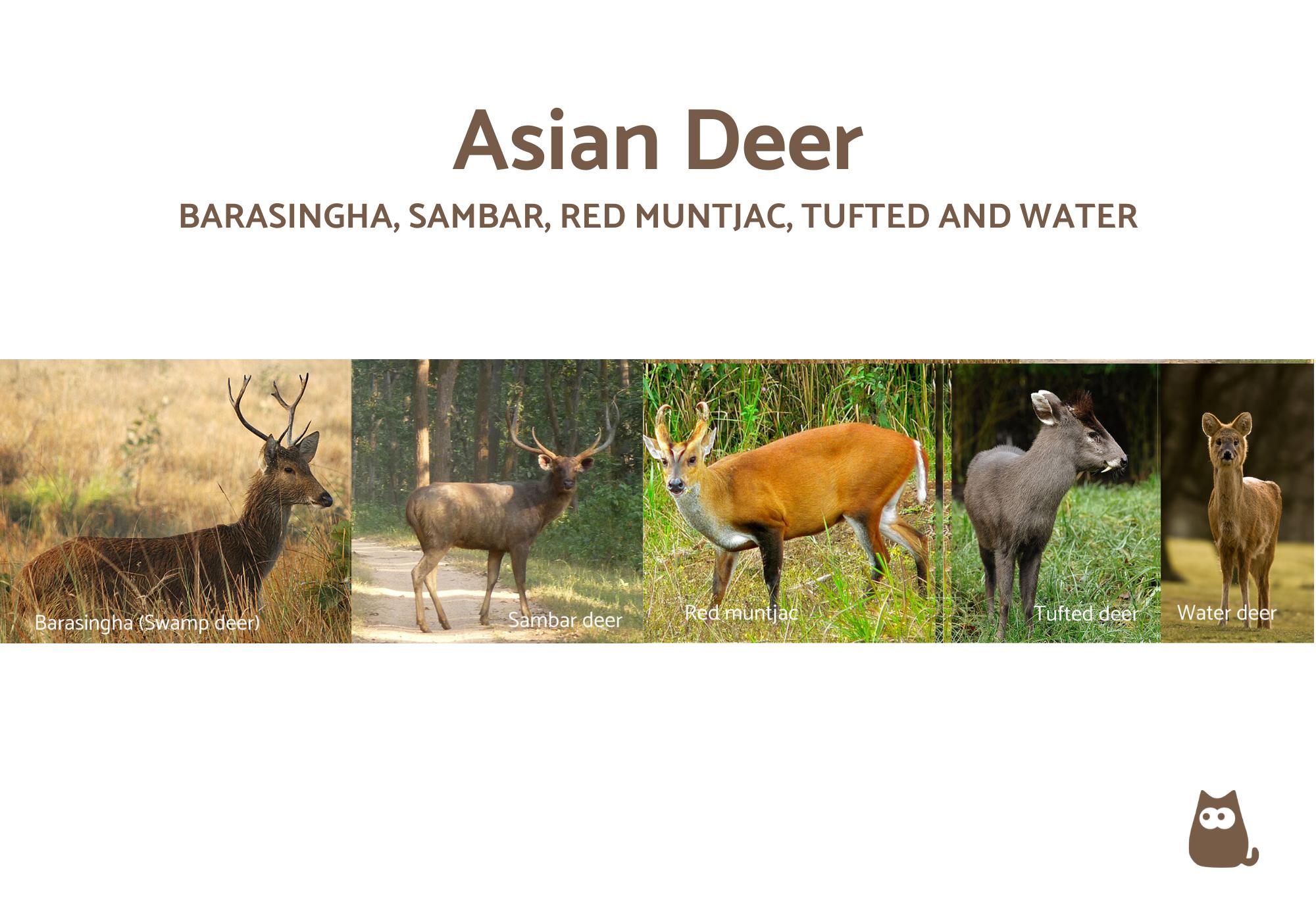 Types of Deer Around the World - With Photos!