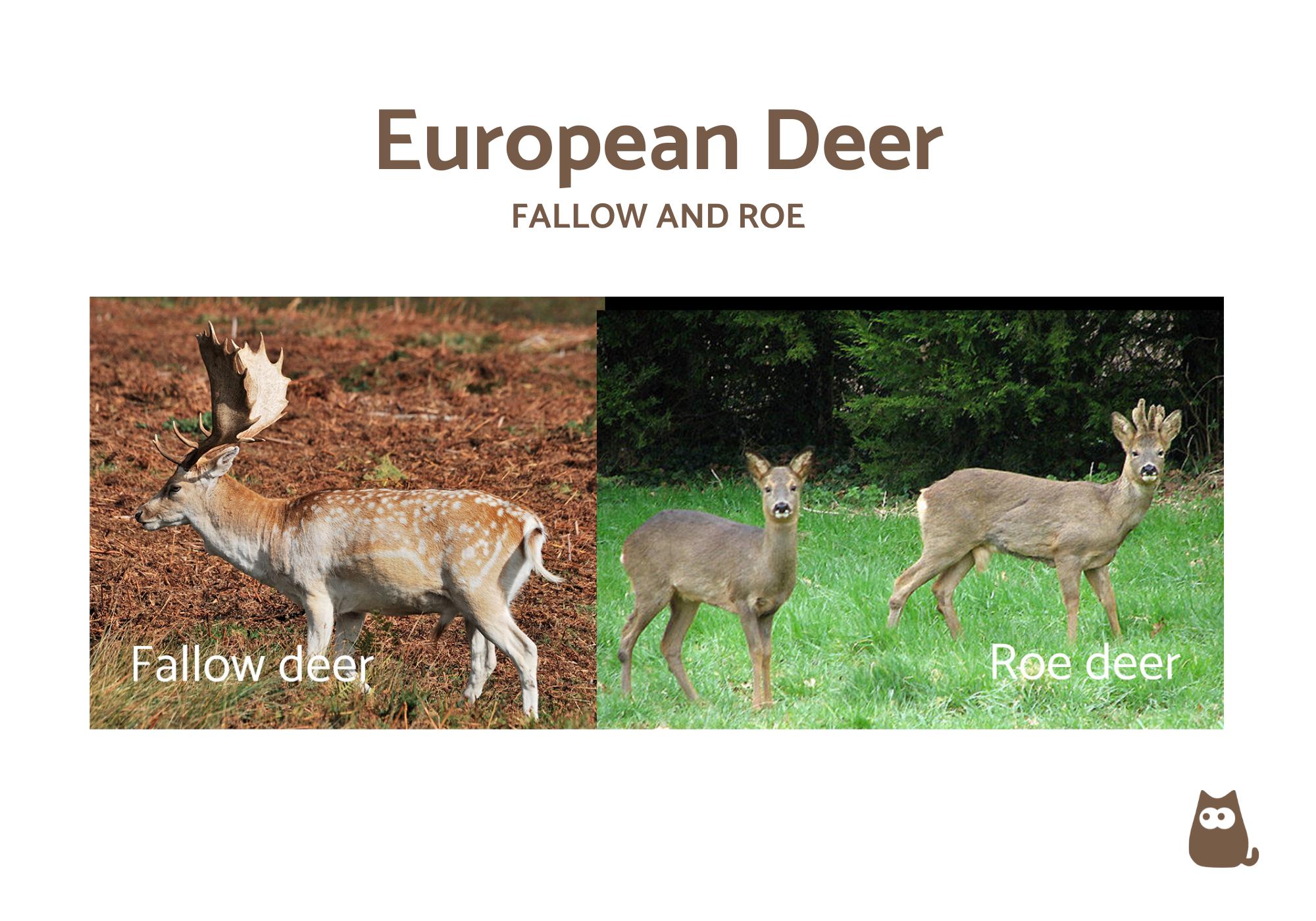Types of Deer Around the World - With Photos!
