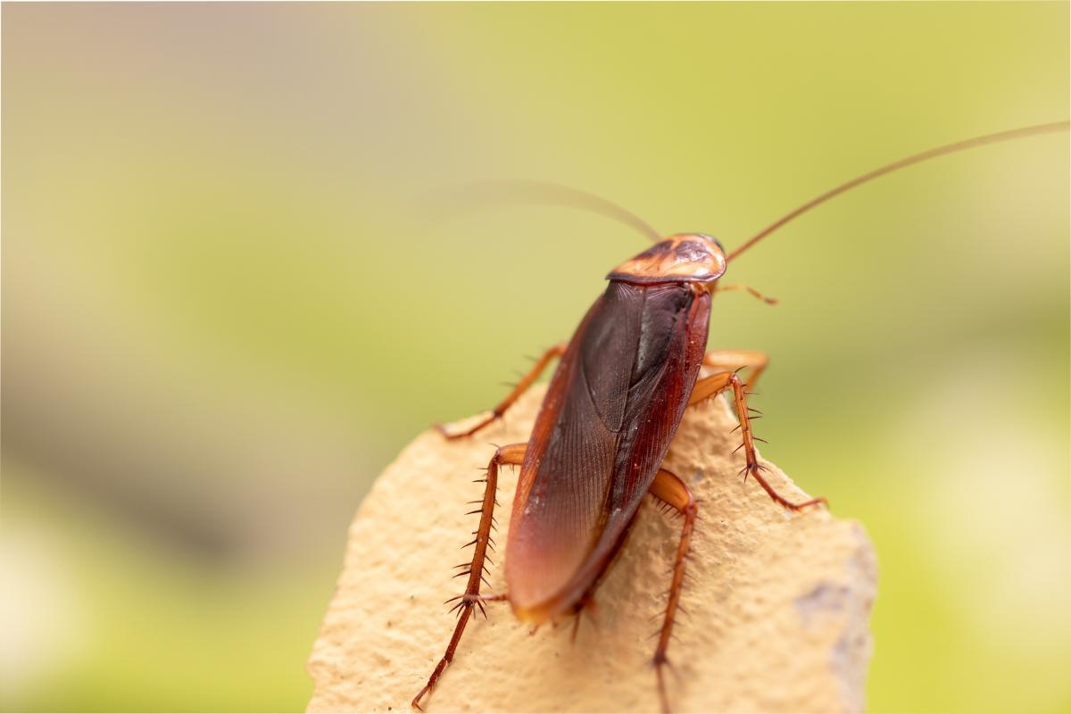How Long Do Cockroaches Live? - Full Life Cycle