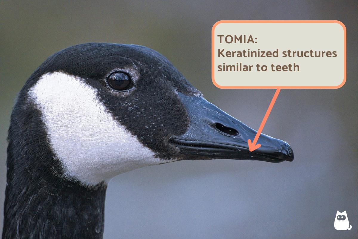 Do Canada Geese Have Teeth? - No, They Have Tomia