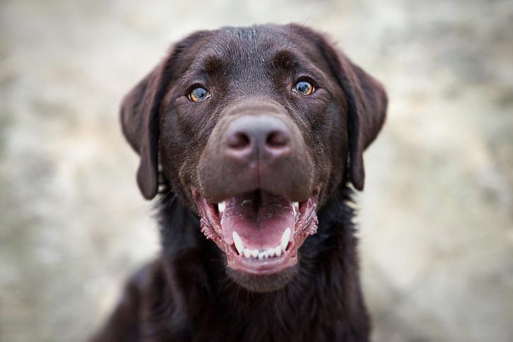 The Different Labrador Retriever Colors - Complete Color Types with Photos