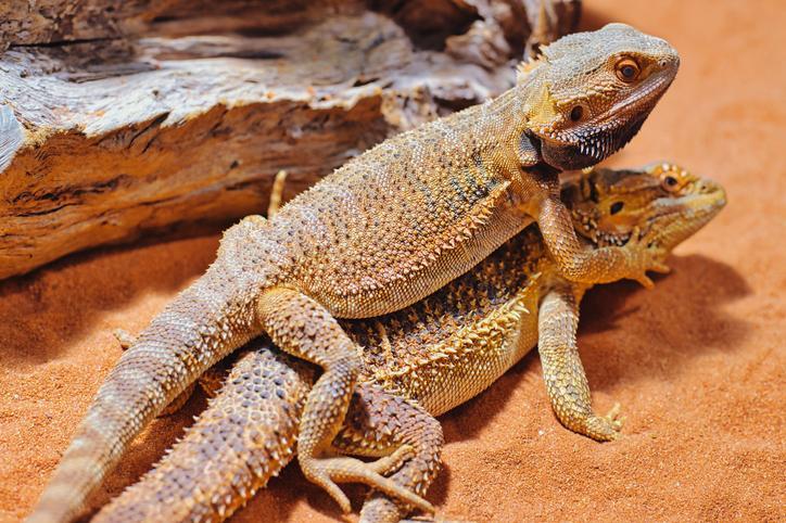 Reptile Reproduction - Characteristics, Types and Examples