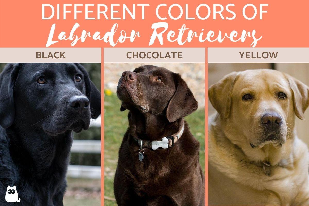 The Different Labrador Retriever Colors - Complete Color Types with Photos