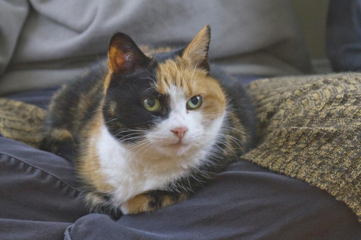 6 Reasons Cats Wag Their Tails When You Speak to Them - Cat Body Language