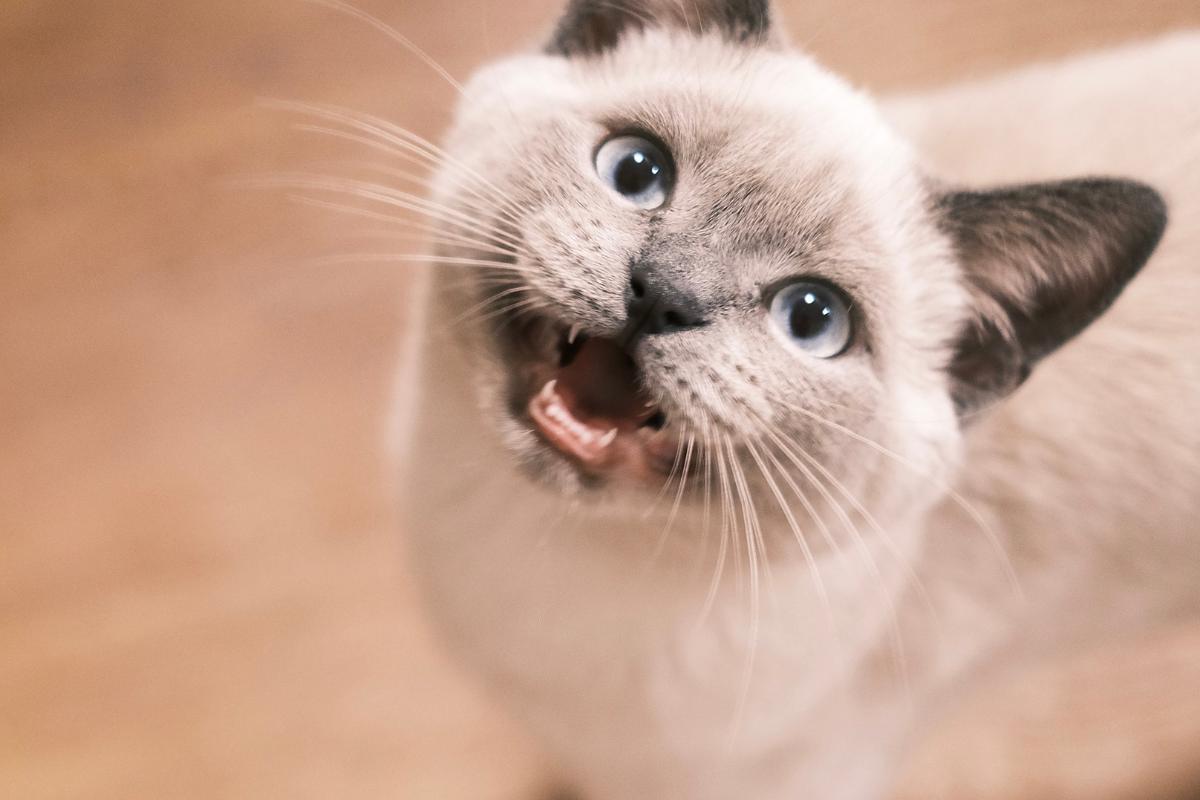 6 Reasons Cats Wag Their Tails When You Speak to Them - Cat Body Language