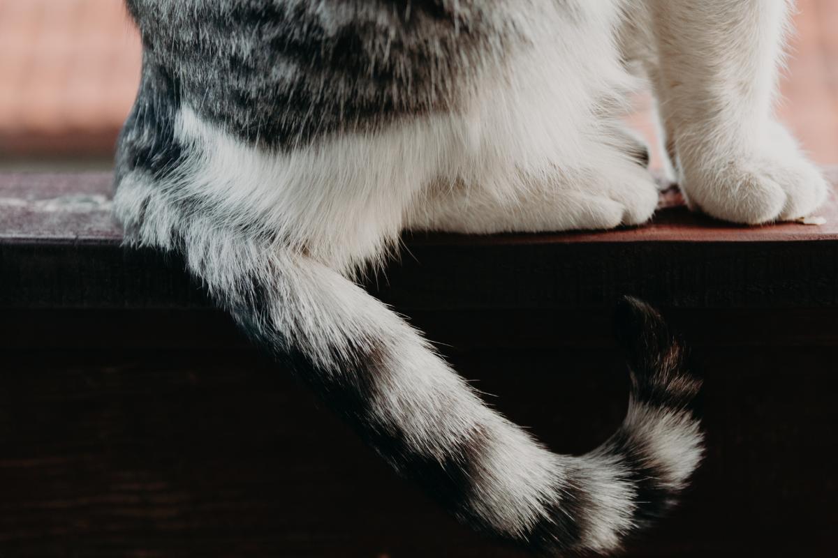 6 Reasons Cats Wag Their Tails When You Speak to Them - Cat Body Language