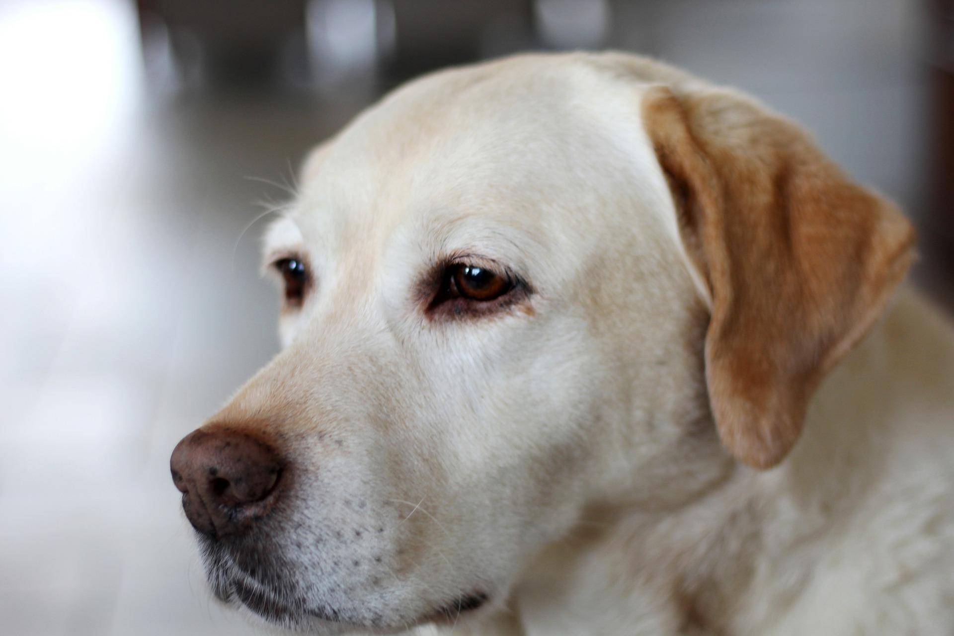 The Different Labrador Retriever Colors - Complete Color Types with Photos
