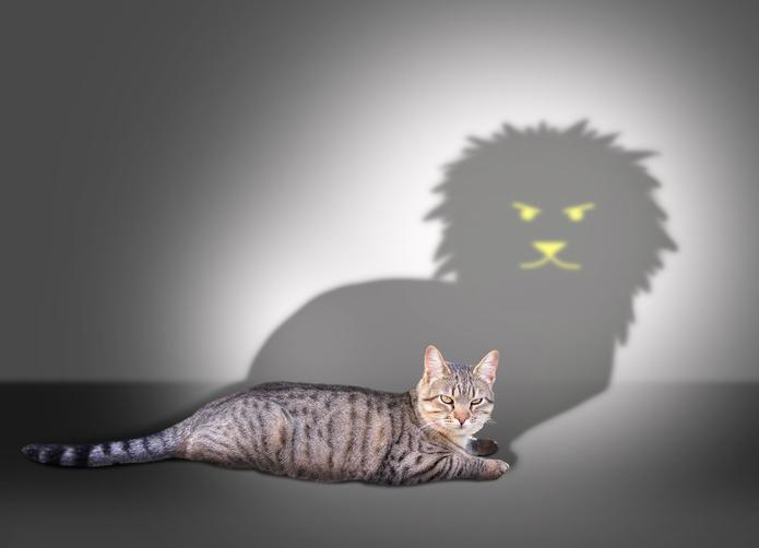 Can Cats Protect Their Owners?