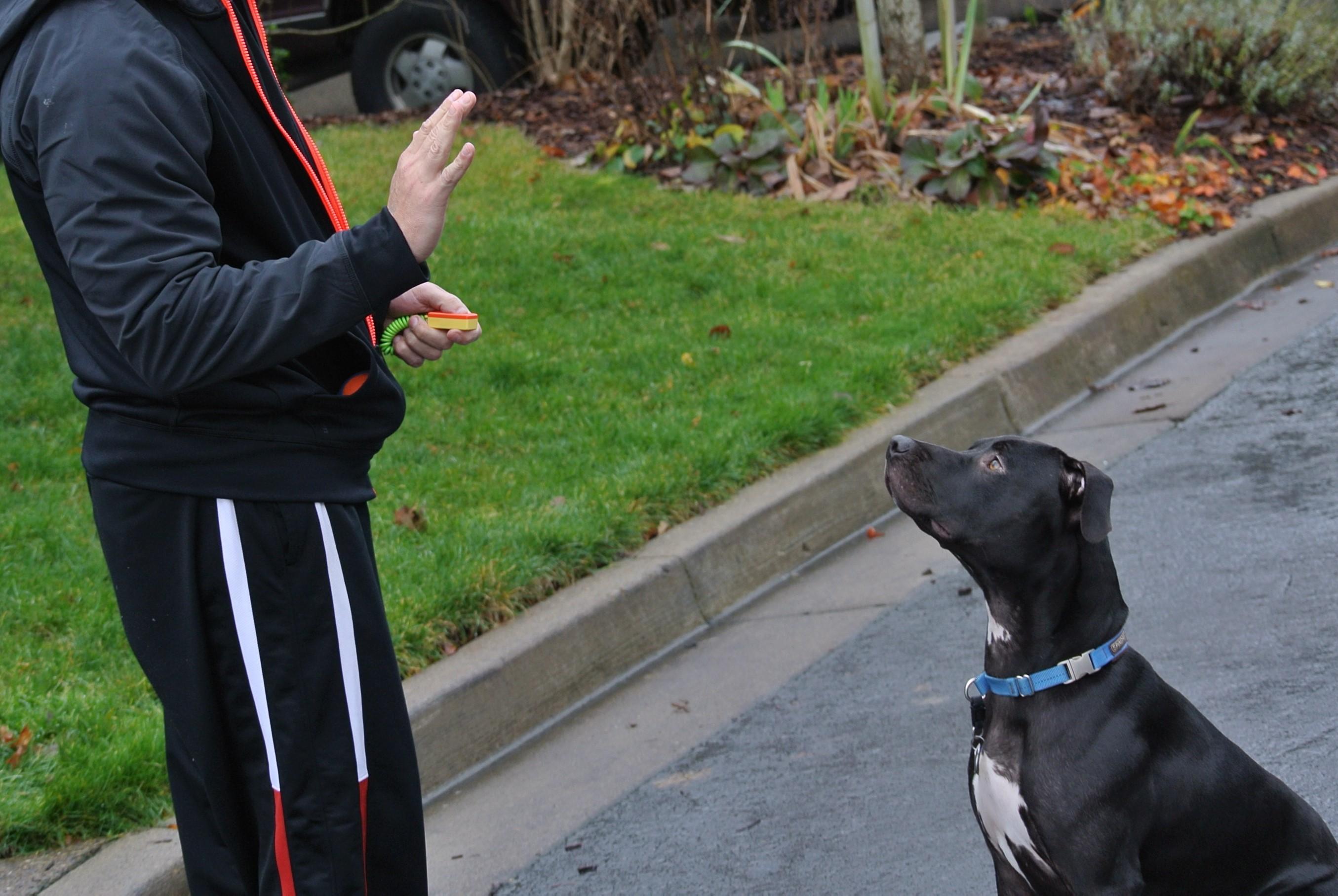 Dog Training Guide - Basic Level