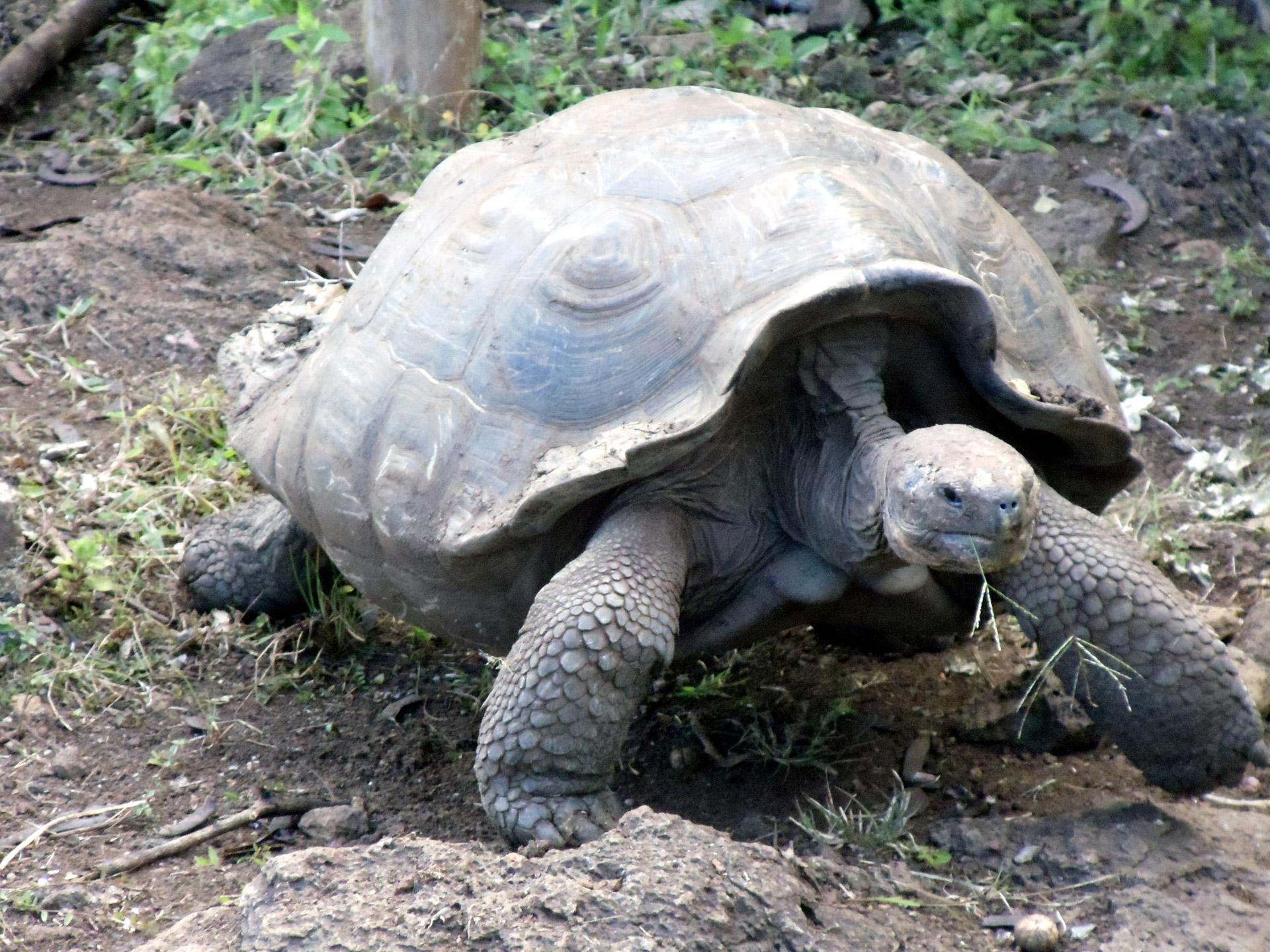 10 Animals That Are Slow - Slowest Animals in the World With Photos