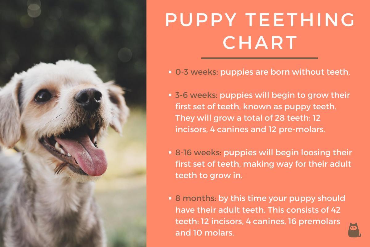 Why Are Puppy Teeth So Sharp? - Puppy Teeth vs. Adult Dog Teeth