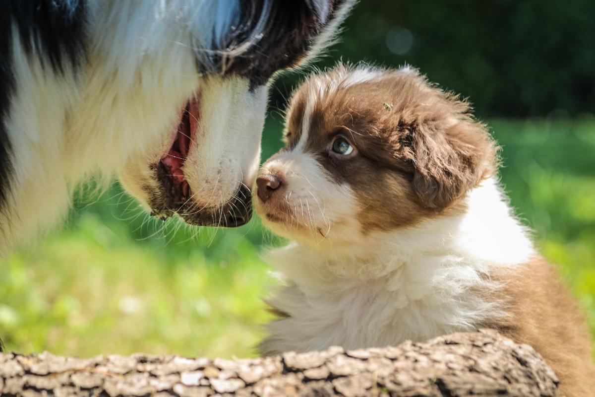 Why Are Puppy Teeth So Sharp? - Puppy Teeth vs. Adult Dog Teeth
