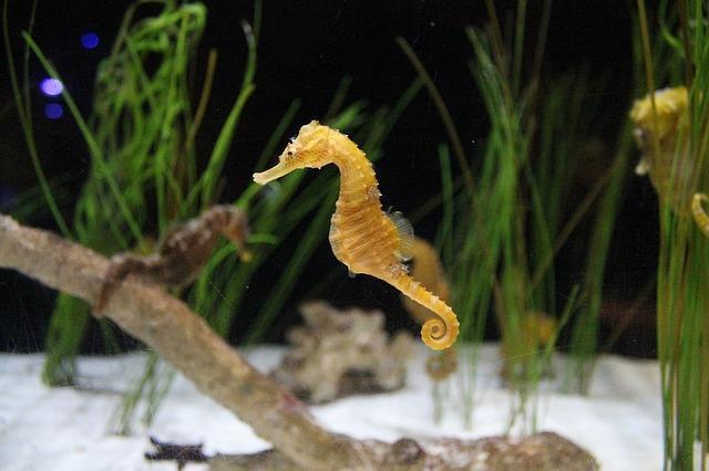 10 Animals That Are Slow - Slowest Animals in the World With Photos