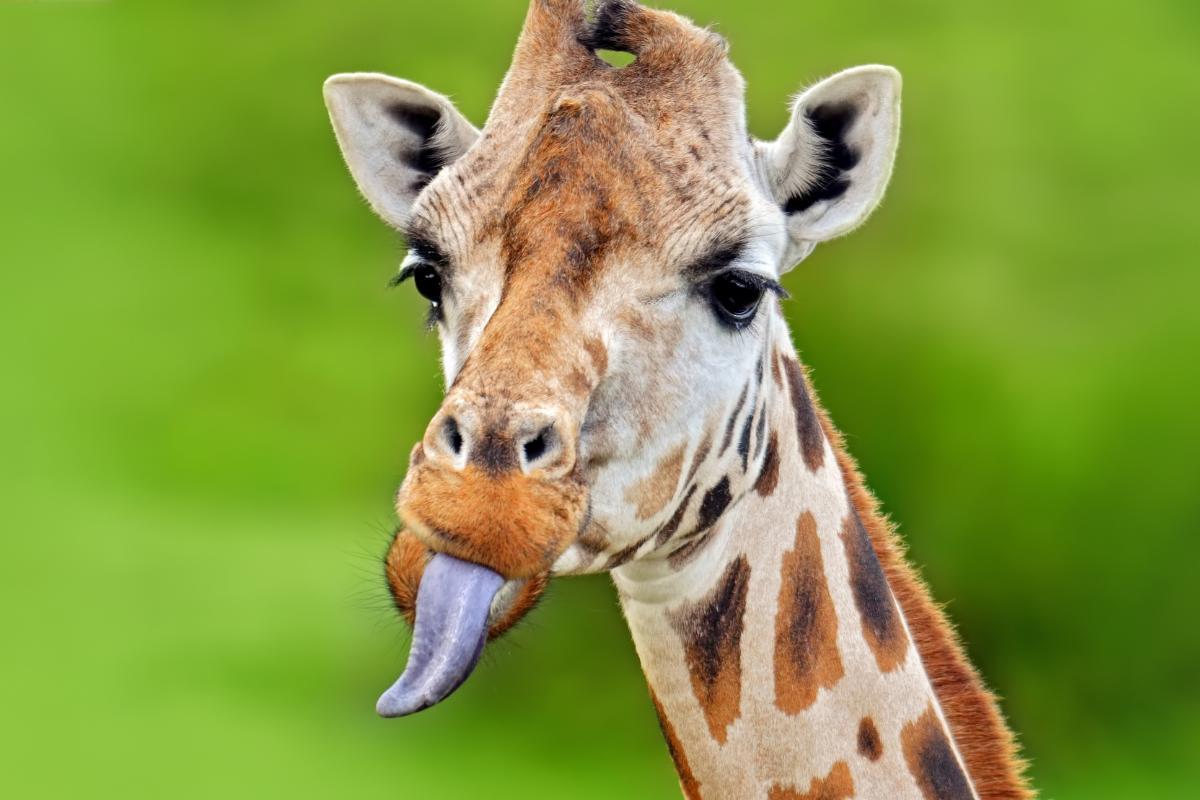 The Giraffe’s Tongue - Size, Color and Interesting Facts