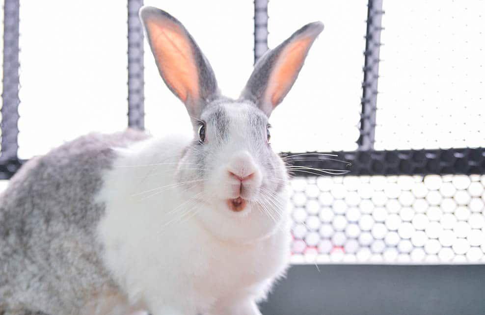 Aggression In Rabbits- Why Is My Rabbit Suddenly Aggressive? - Causes ...