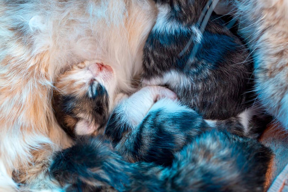 C-Section in Cats Procedure and Aftercare - Preventive and Therapeutic ...