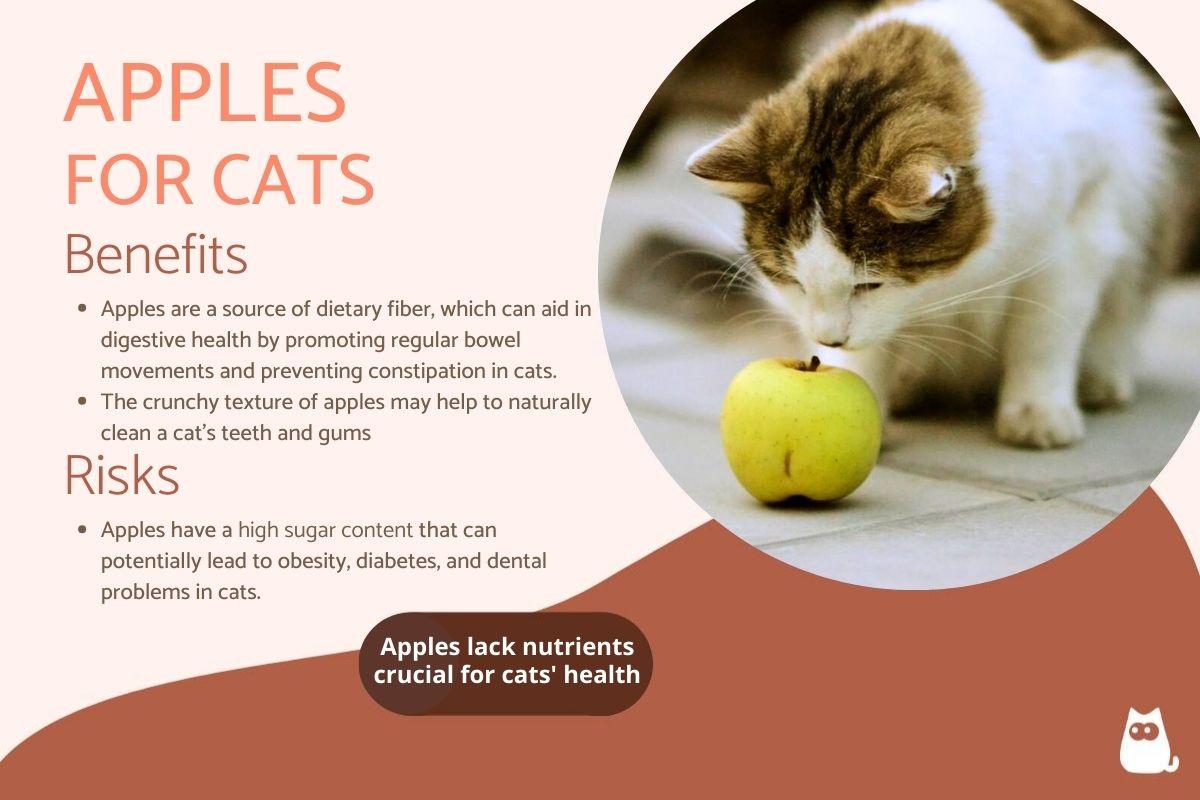 Are Apple Ssafe for Cats? - Uncovering the Potential Benefits and Risks