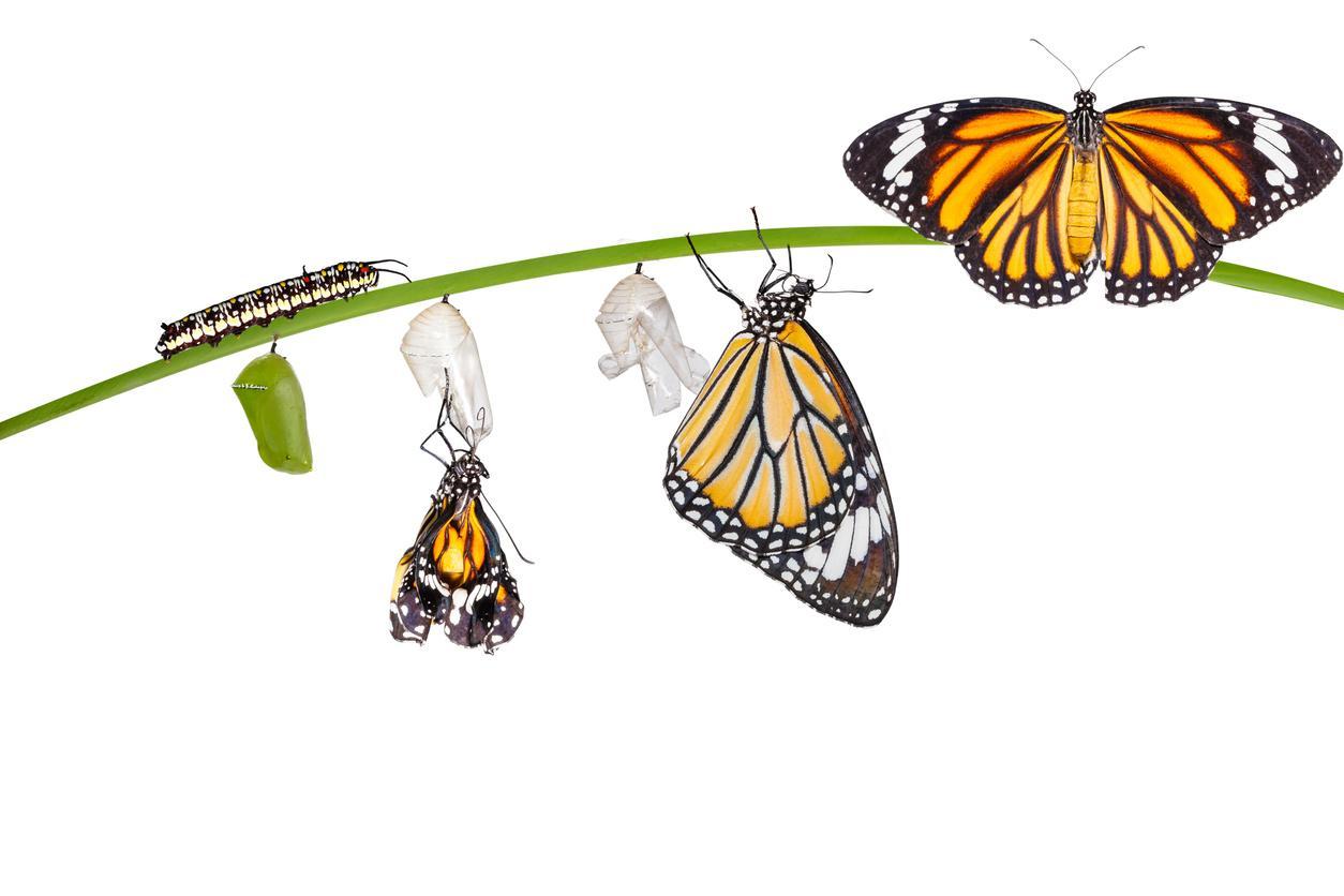 Diapause in Animals - Definition of Diapause in Insects and Other Animals