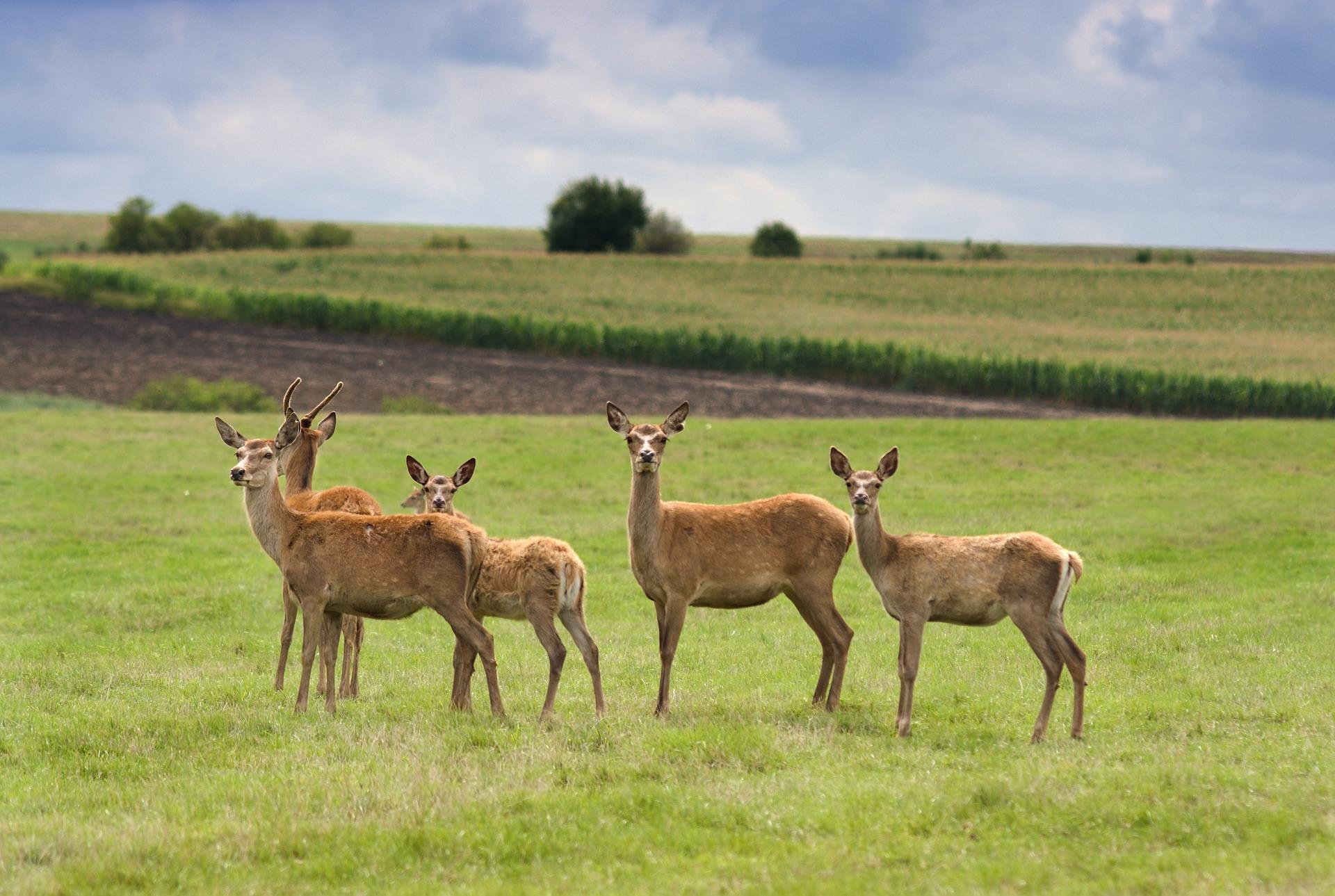 Diapause in Animals - Definition of Diapause in Insects and Other Animals